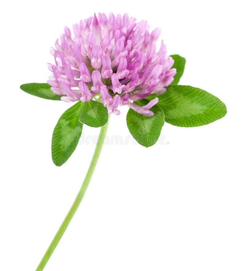 Shamrock stock photo. Image of clovers, beauty, nature - 54756204