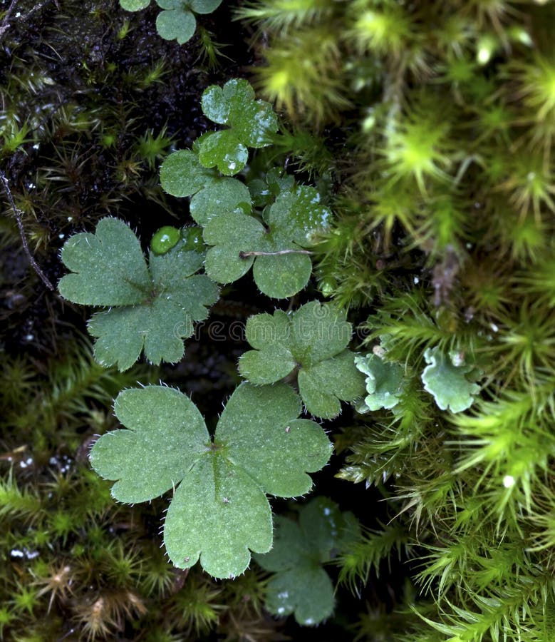 Bunch of Shamrock and Crocus Watercolor Illustration Isolated on White ...