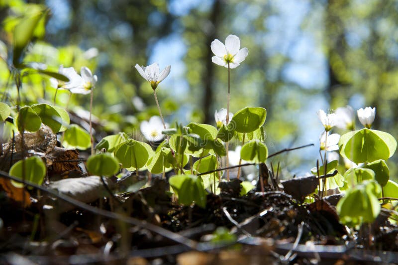 Shamrock flowers stock image. Image of easter, horizontal - 42957413
