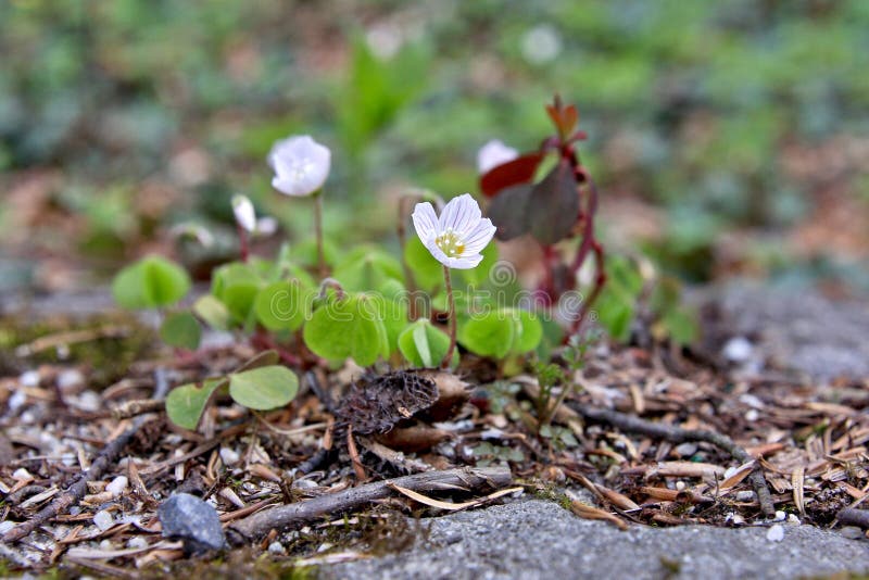 Shamrock flowers in spring stock photo. Image of leaves - 71400478