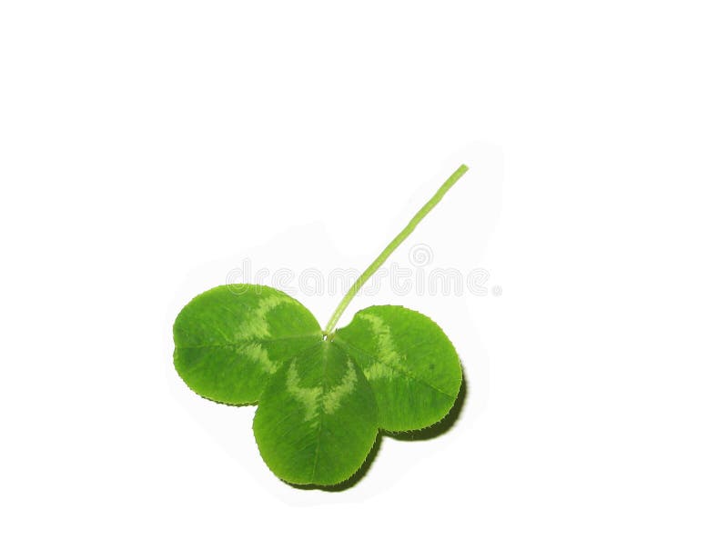 Shamrock isolated stock photo. Image of shamrock, backround - 14908654