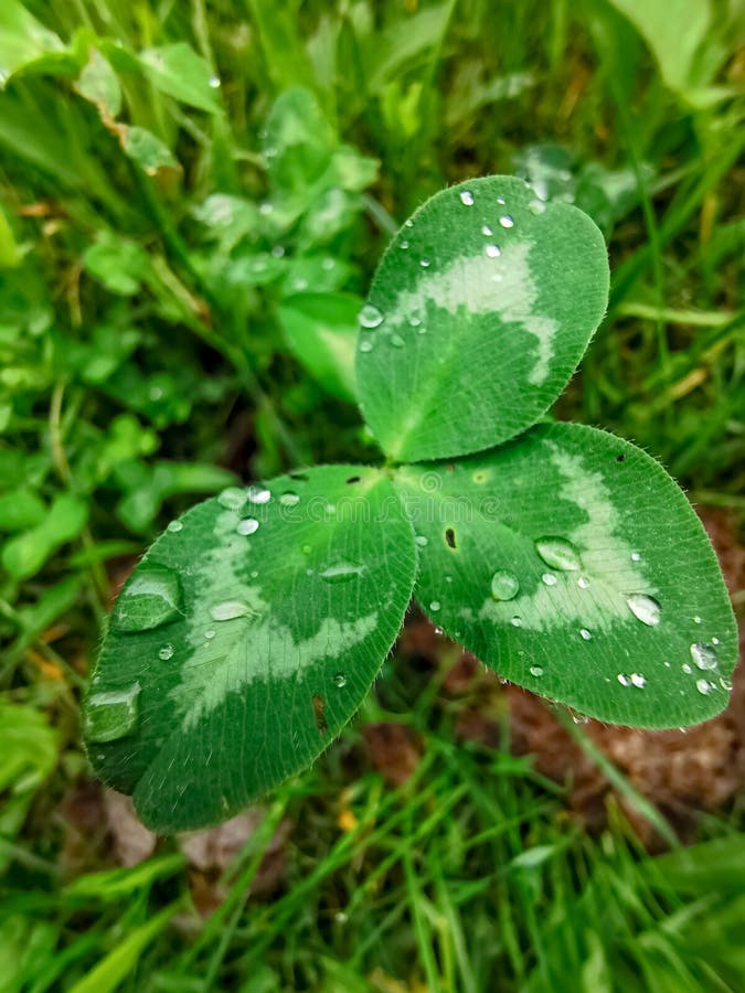 Shamrock in Juicy Green with Large Water Drops Stock Photo - Image of ...