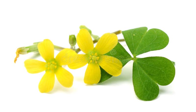 Shamrock stock image. Image of isolated, yellow, design - 267746807