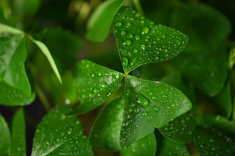Shamrock Leaf with Water Droplets Stock Image - Image of oxalis ...