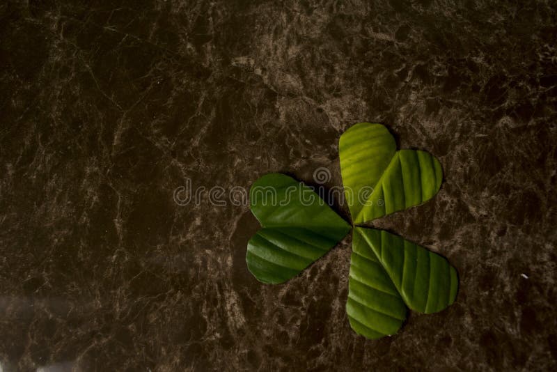 Shamrock on a marble tile stock photo. Image of isolated - 147607986