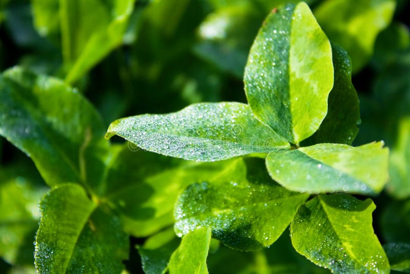 Shamrock with morning daw stock photo. Image of trefoil - 81052622