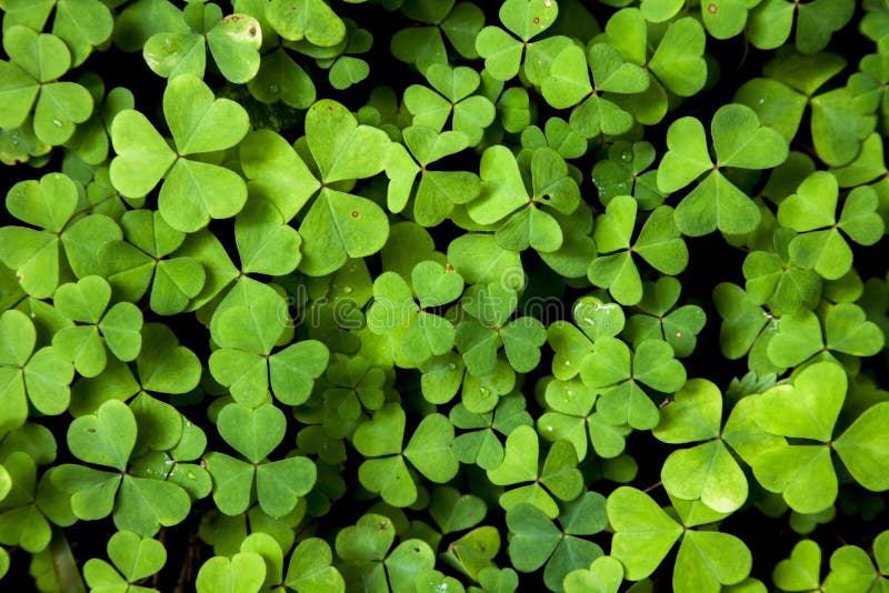 2,967 Shamrock Wallpaper Stock Photos - Free & Royalty-Free Stock ...