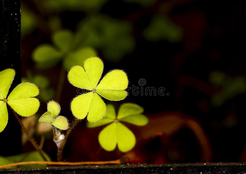 Shamrock plant stock image. Image of patricks, nature - 84124571