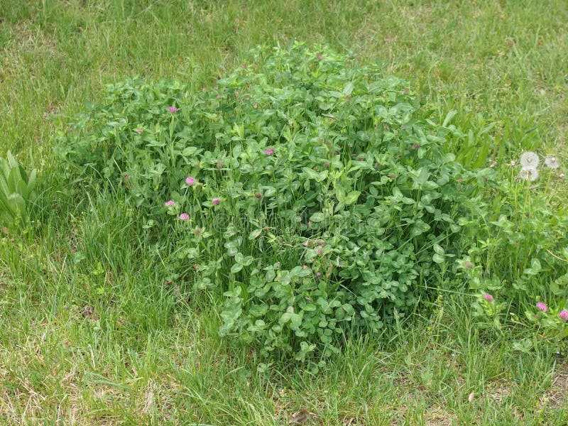 Shamrock stock photo. Image of flower, vintage, clover - 40762704