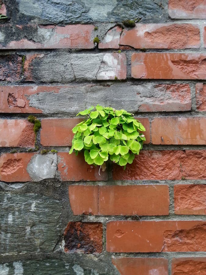 Bunch of shamrock stock image. Image of home, green, clump - 8317367