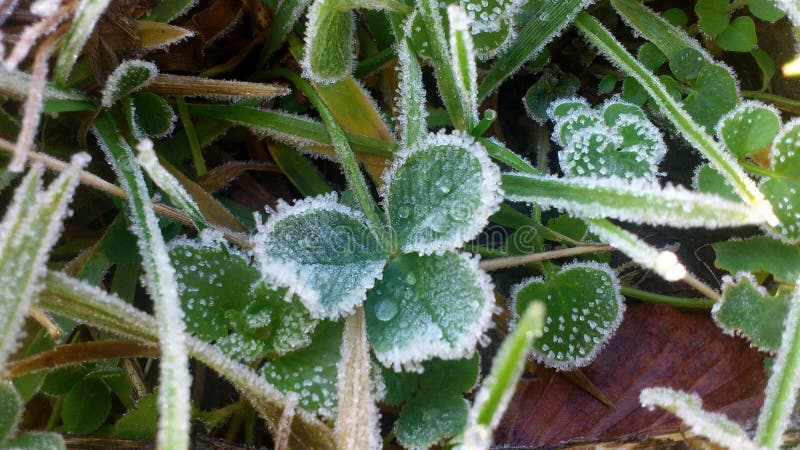 Shamrock in the winter stock image. Image of field, grass - 87623569