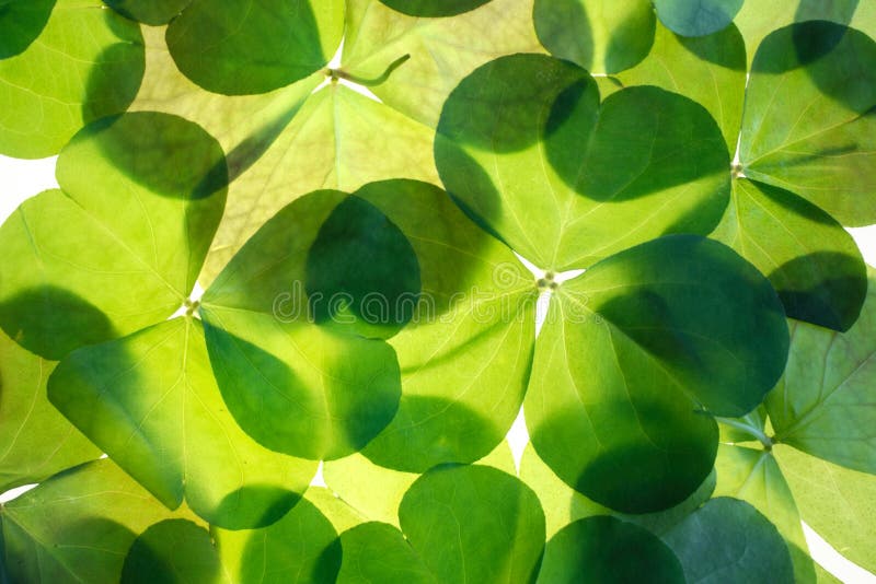 Shamrocks. Detailed Background Stock Photo - Image of conceptual ...