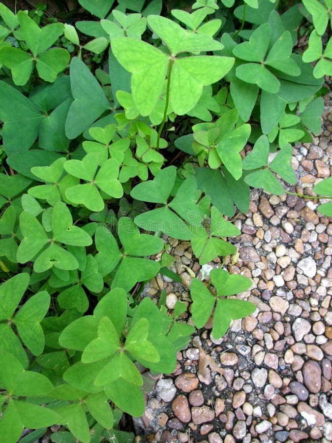 Shamrocks stock photo. Image of fingers, stpatricksday - 85283094