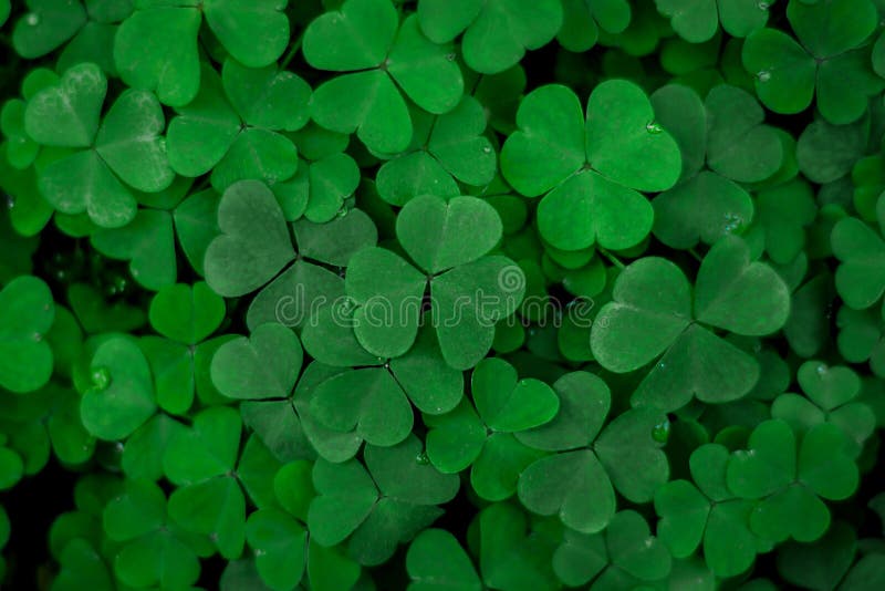 Shamrocks stock image. Image of nature, nice, luck, happiness - 89214125