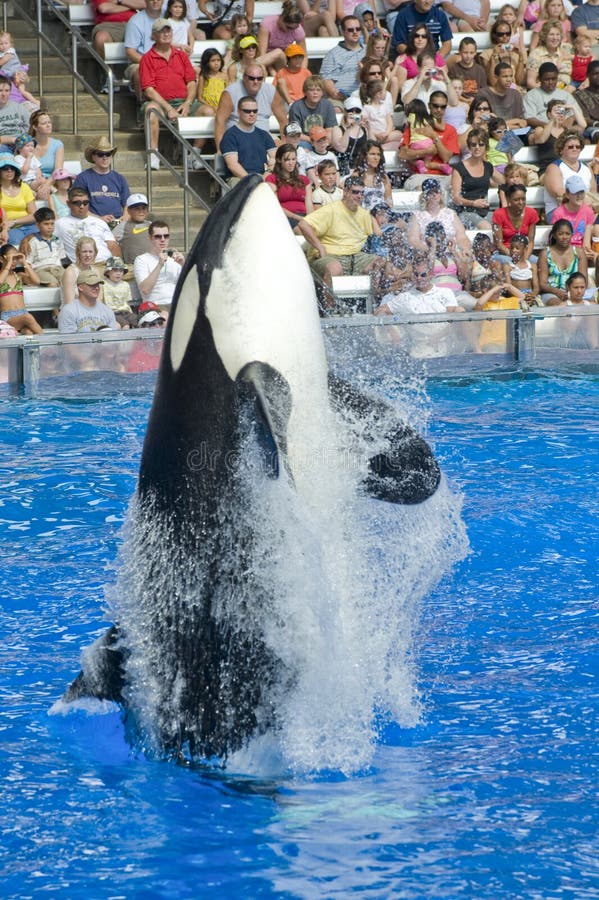 Shamu Killer Whale editorial photo. Image of jump, shamu - 12187926