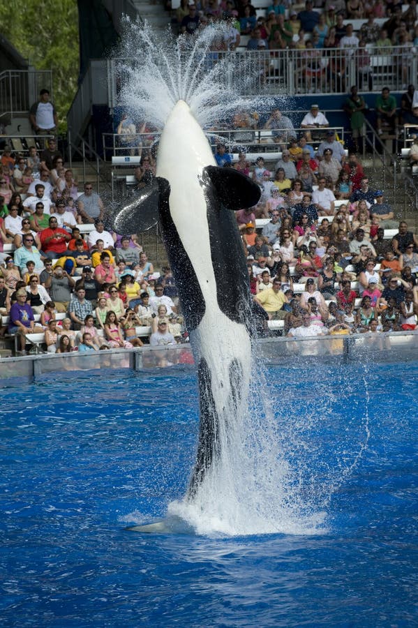 Shamu Killer Whale Family and Baby Editorial Image - Image of animal ...