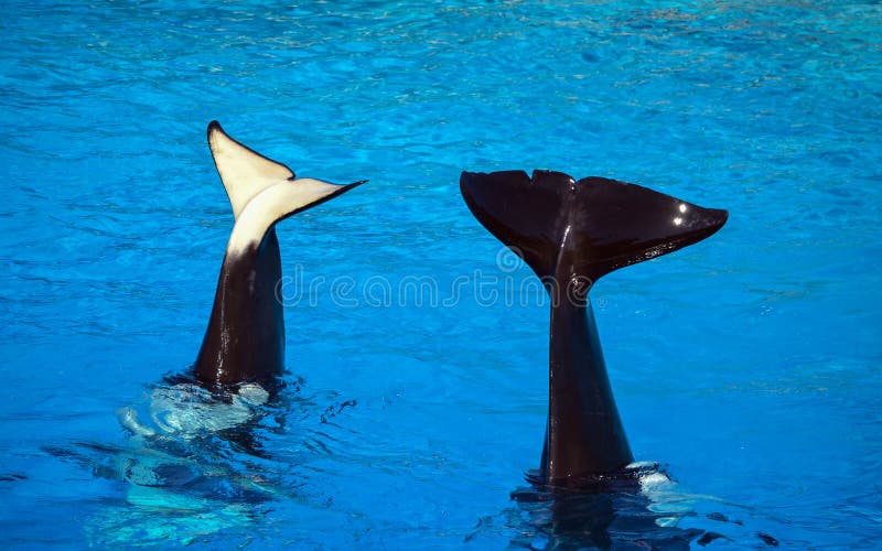 Shamu Killer Whale editorial photography. Image of fins - 12188052