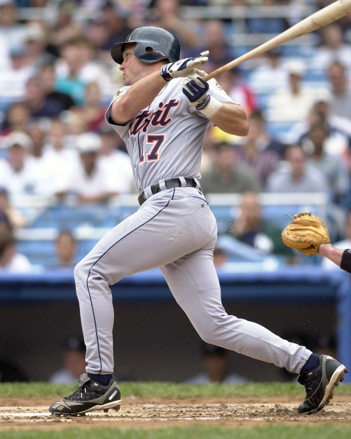 Vaca De Jersey Con El Halter Imagen de archivo - Imagen de aislado ...