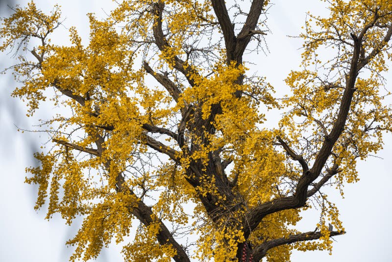 Shanghai, Qibao Ancient Town, Ancient, Ginkgo Tree Stock Image - Image ...