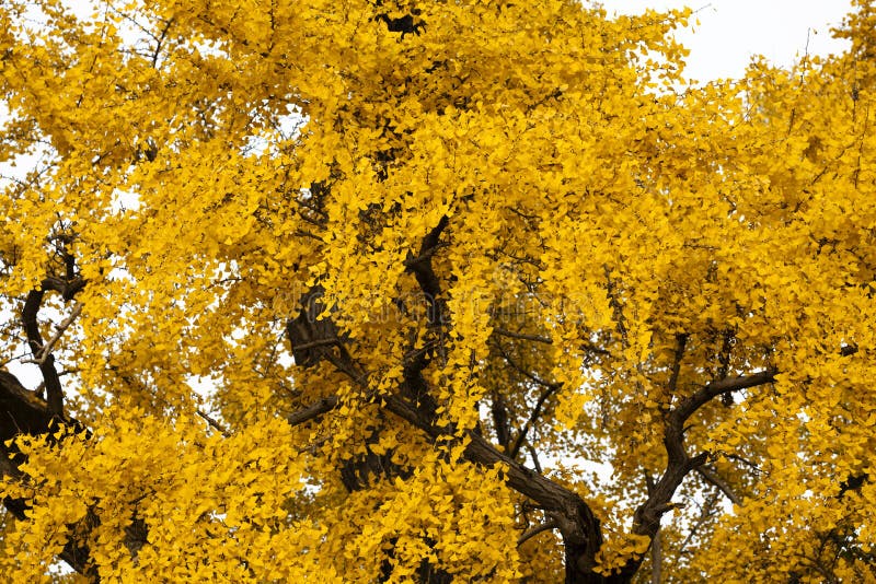 Shanghai, Qibao Ancient Town, Ancient, Ginkgo Tree Stock Photo - Image ...