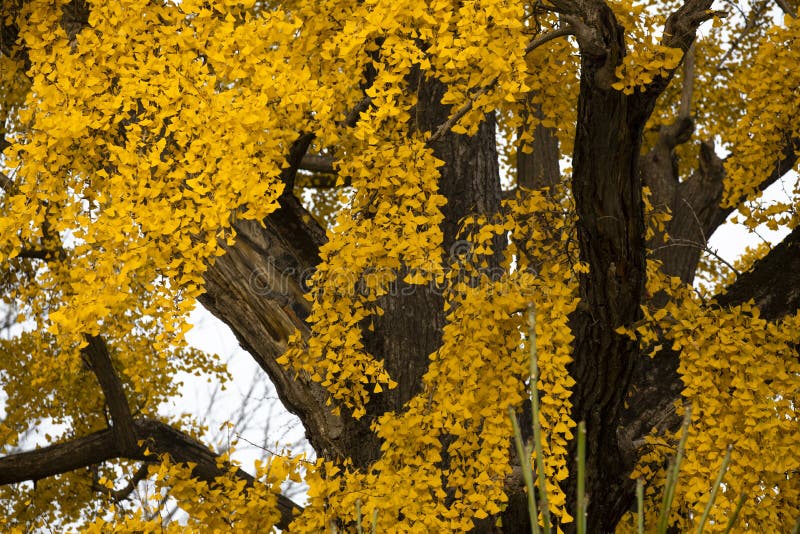 Shanghai, Qibao Ancient Town, Ancient, Ginkgo Tree Stock Image - Image ...