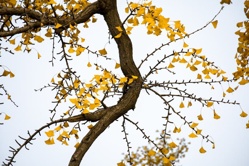 Shanghai, Qibao Ancient Town, Ancient, Ginkgo Tree Stock Photo - Image ...