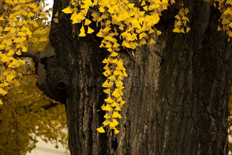 Shanghai, Qibao Ancient Town, Ancient, Ginkgo Tree Stock Photo - Image ...