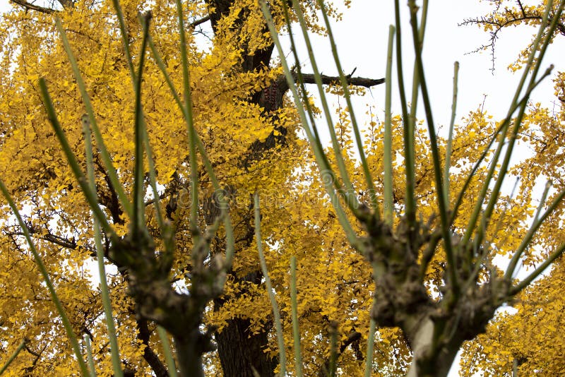 Shanghai, Qibao Ancient Town, Ancient, Ginkgo Tree Stock Image - Image ...