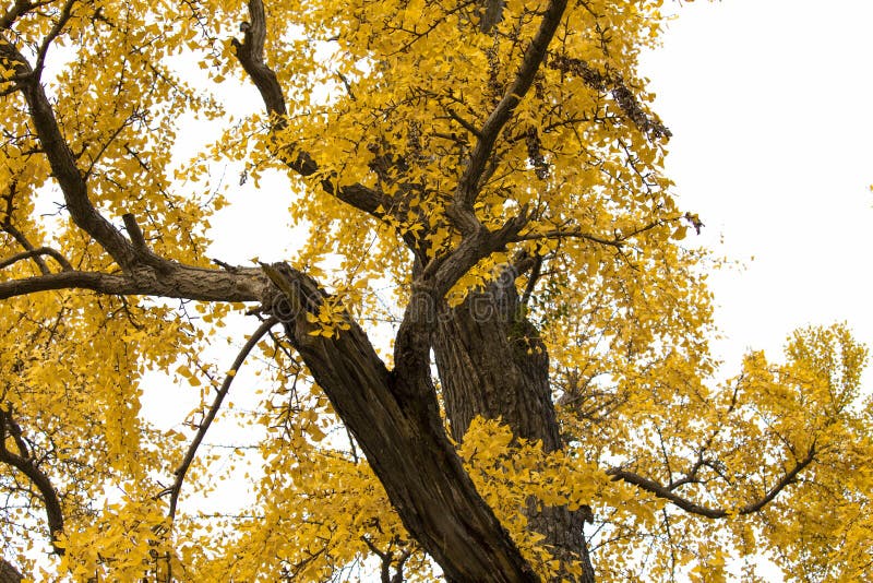 Shanghai, Qibao Ancient Town, Ancient, Ginkgo Tree Stock Photo - Image ...