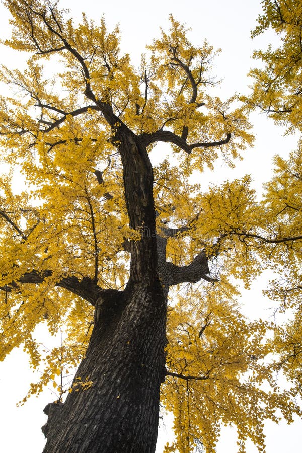 Shanghai, Qibao Ancient Town, Ancient, Ginkgo Tree Stock Photo - Image ...