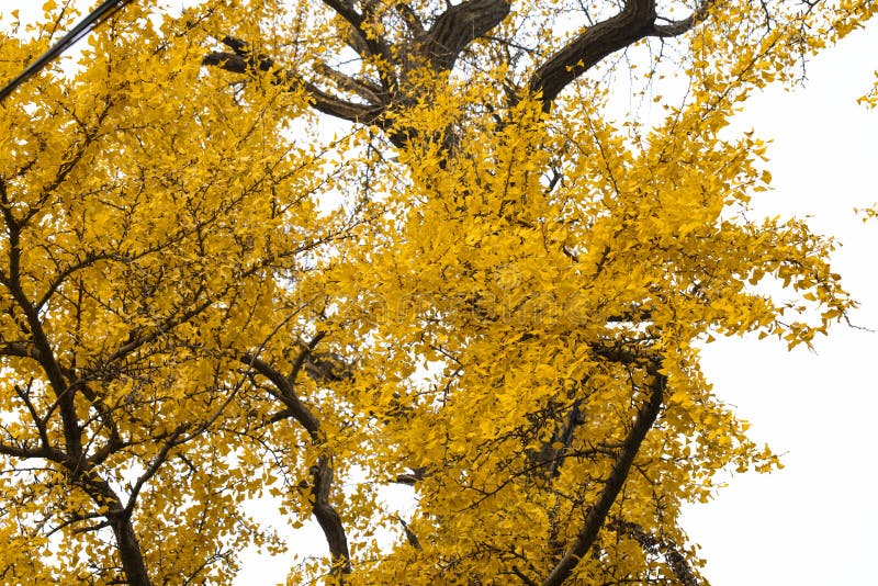 Shanghai, Qibao Ancient Town, Ancient, Ginkgo Tree Stock Photo - Image ...