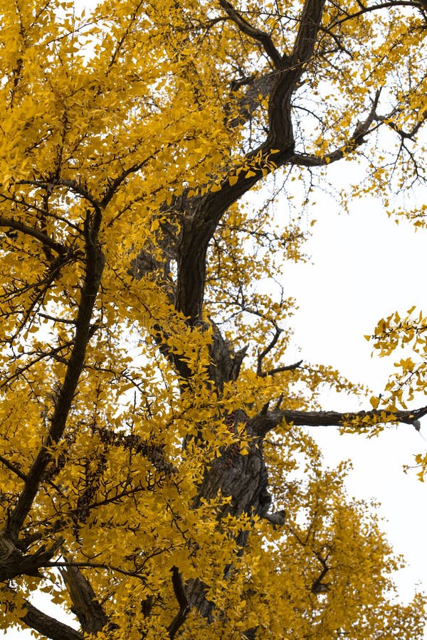 Shanghai, Qibao Ancient Town, Ancient, Ginkgo Tree Stock Image - Image ...