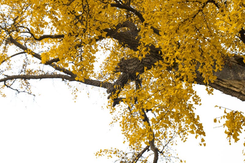 Shanghai, Qibao Ancient Town, Ancient, Ginkgo Tree Stock Photo - Image ...