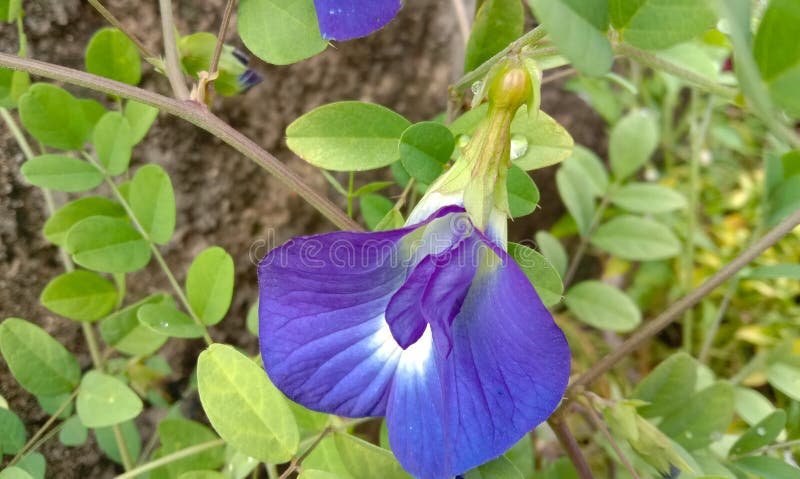 Shankhpuspi or Convolvulus Pluricaulis Flower and Leaves Stock Photo ...