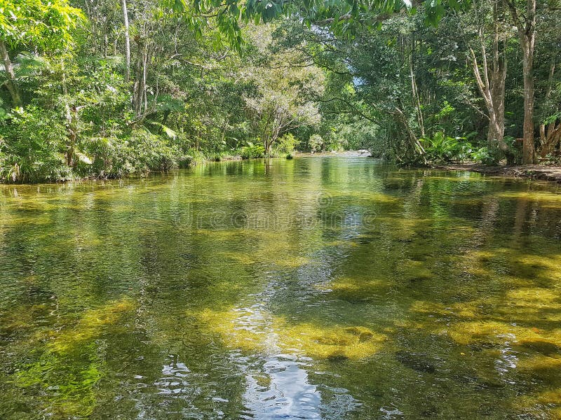 Shannonvale stock image. Image of swimming, mossman, shannonvale - 90778969