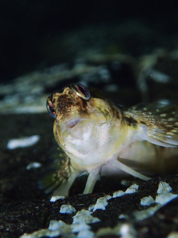 Shanny - Lipophrys Pholis. Underwater Shot of Common Rock Blenny, it is ...