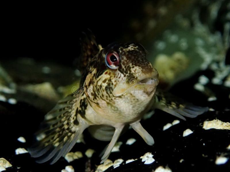 Shanny - Lipophrys Pholis. Underwater Shot of Common Rock Blenny, it is ...