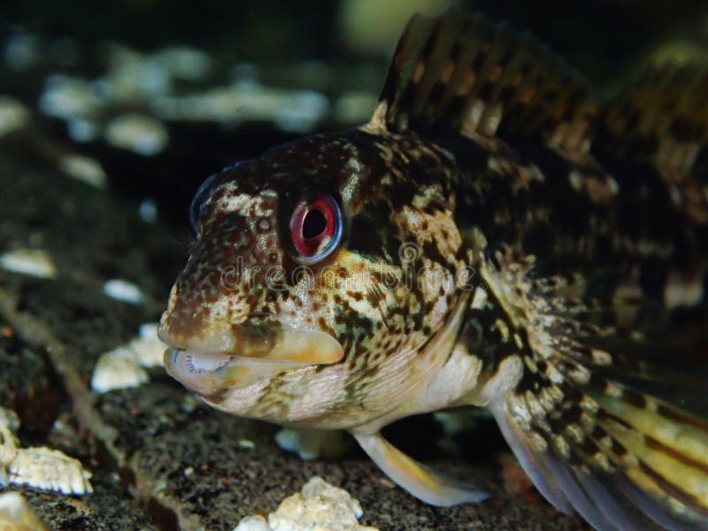 Shanny Lipophrys Pholis Stock Photos - Free & Royalty-Free Stock Photos ...