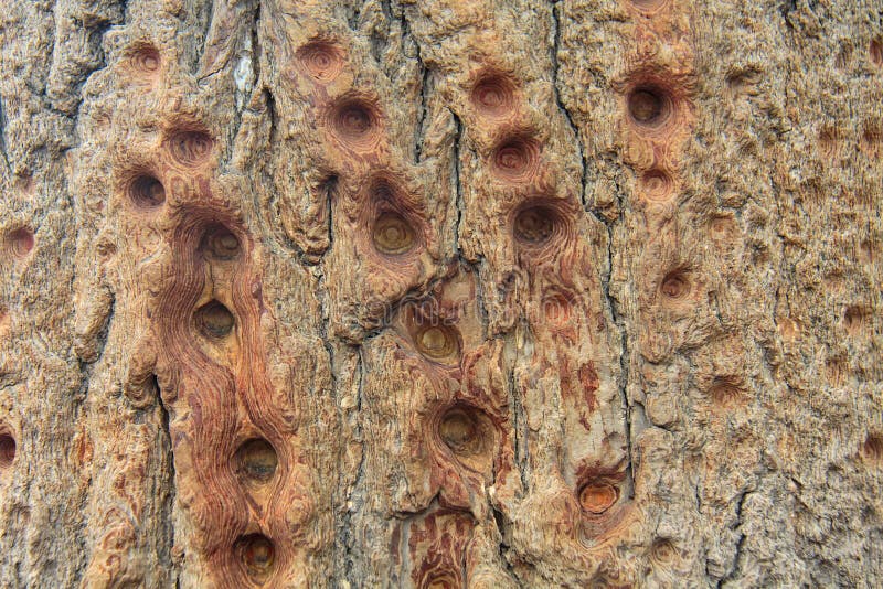 The Shaolin Buddhist Monastery, Old Tree, for Training of Monks ...