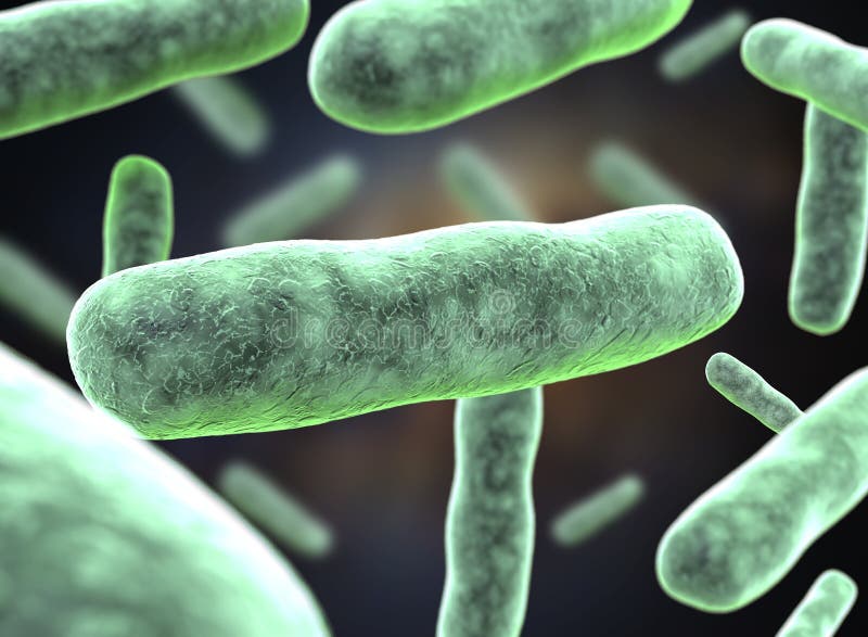 Bacteria Shape. Cell Morphology Stock Vector - Illustration of ...