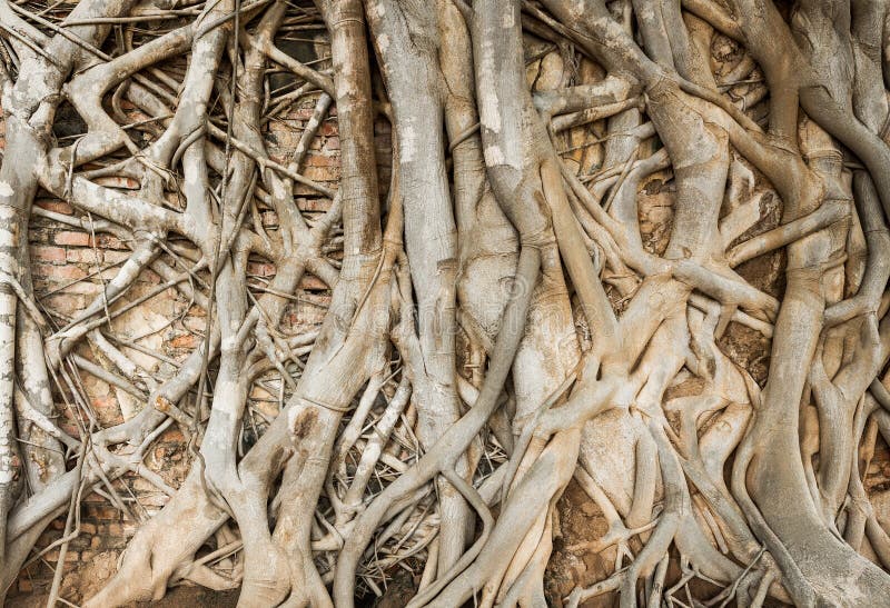 Tree trunk on brick wall stock photo. Image of texture - 103018994