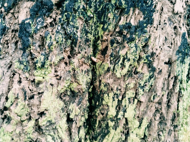 The Shape of the Bark Texture is Very Beautiful, Unique and Good and is ...