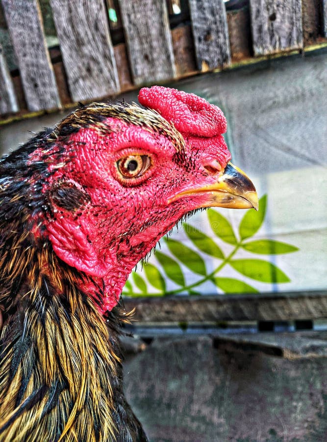 The Shape of a Chicken Head with a Blushing Face Stock Image - Image of ...