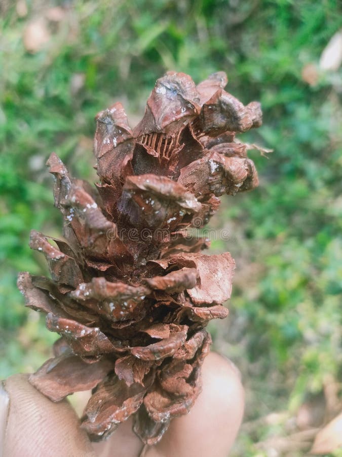 The Shape and Color of Dried Pine Tree Fruit Stock Image - Image of ...