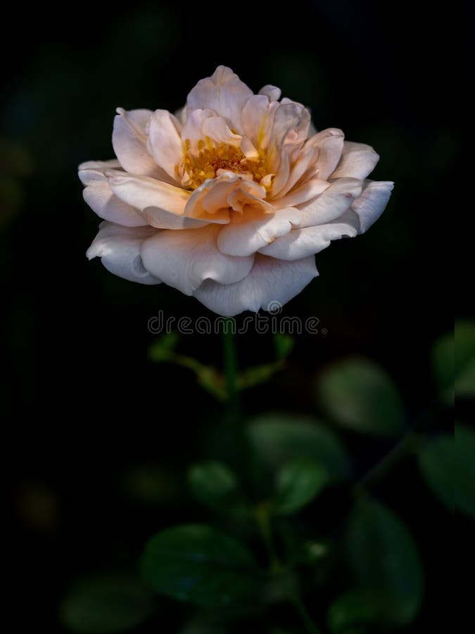 Shape and Colors of Ambridge Rose that Blooming Stock Image - Image of ...