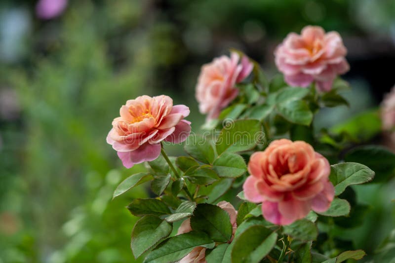 Shape and Colors of Distant Drums Roses that Blooming Stock Photo ...