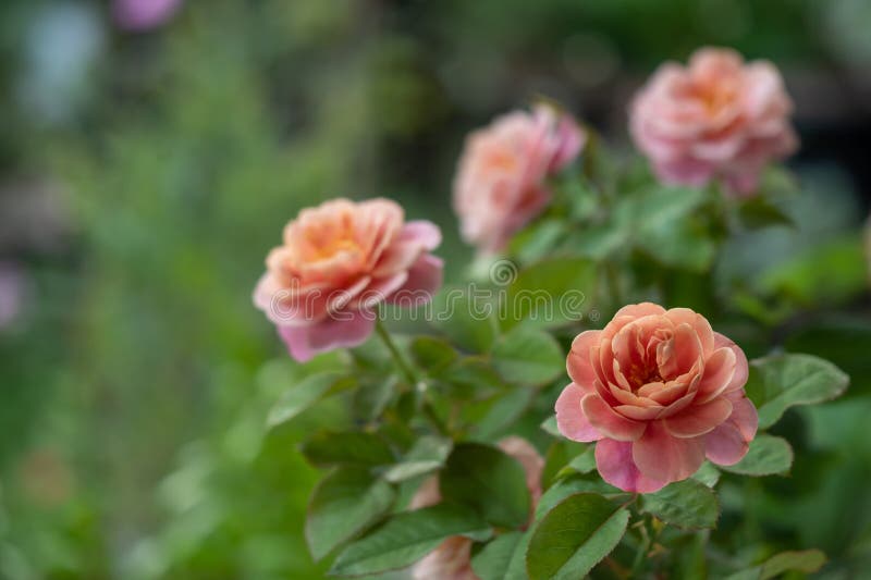 Shape and Colors of Pink Roses that Blooming in Tropical Climates Stock ...