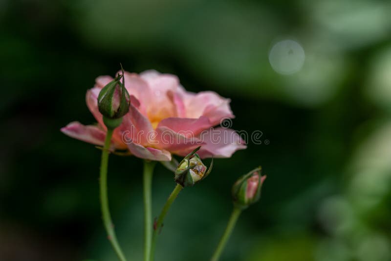 Shape and Colors of Imperfect Roses that Bloom in Tropical Climates ...