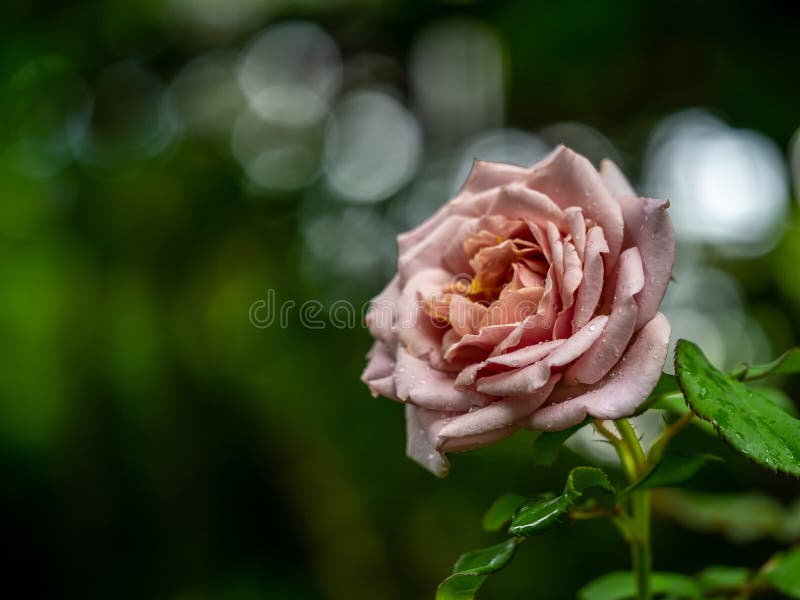 Shape and Colors of Koko Loco Roses that Blooming Stock Photo - Image ...