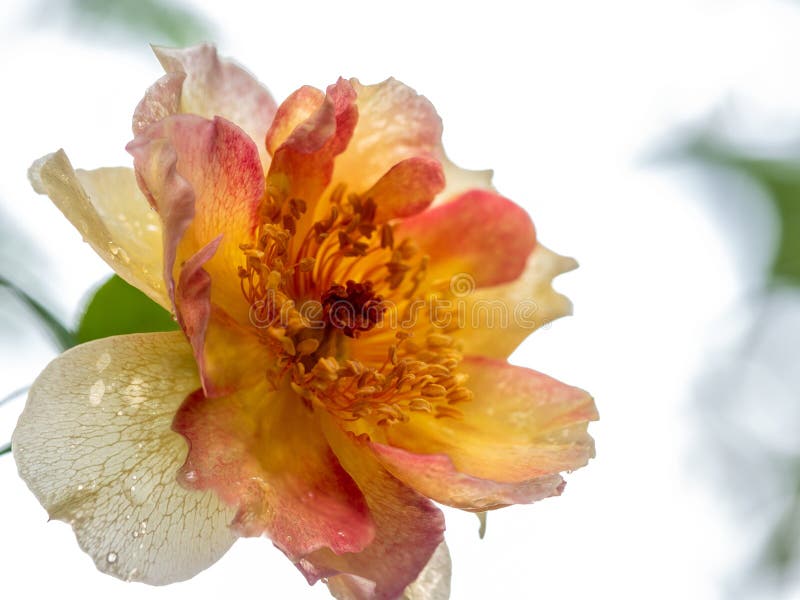 Shape and Colors of Roses that Blooming in Tropical Climates Stock ...